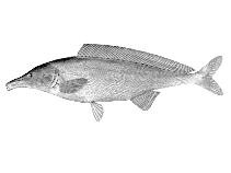 Boulenger, 1898より引用